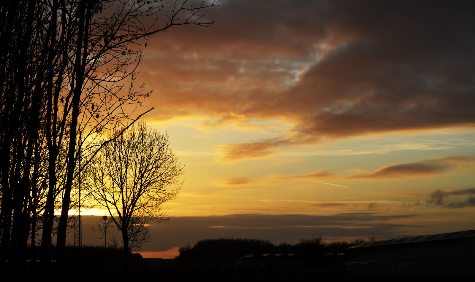 Red deer in the sunset